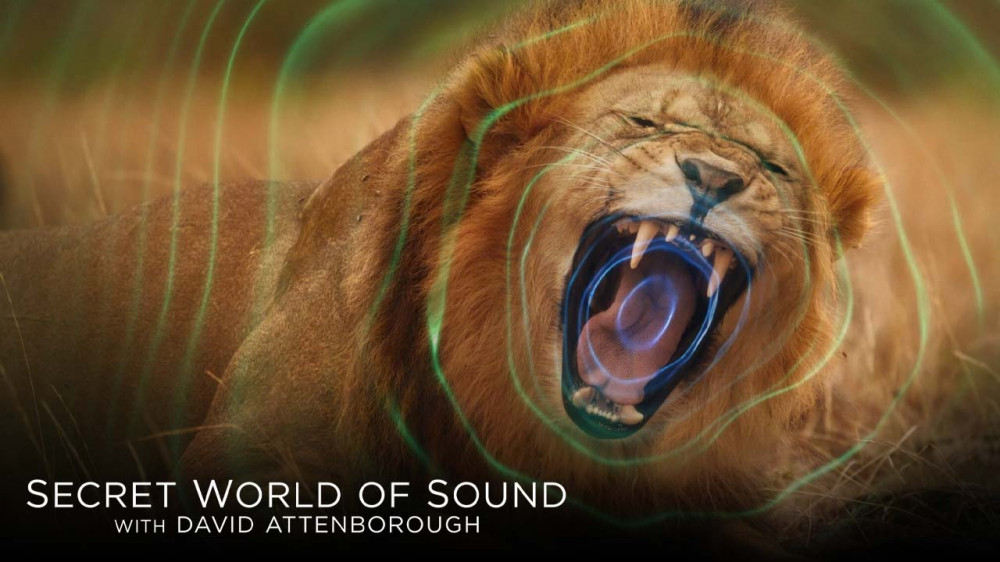 دانلود سریال دنیای مخفی صدا با دیوید آتنبورو Secret World of Sound with ...